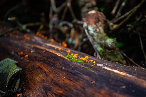 D Aguilar 열대 우림의 길 근처에 곰팡이가 자란 죽은 쓰러진 나무 줄기 브리즈번 오스트레일리아 Rainforest Alliance에 대한 스톡 사진 및 기타 이미지