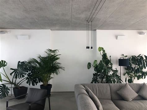 მონსტერა ყველაზე ტრენდული მცენარე ინტერიერში რა უნდა ვიცოდეთ მისი მოვლის შესახებ Home Is