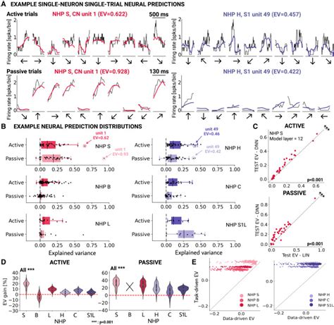 Task Driven Neural Network Models Predict Neural Dynamics Of Proprioception Cell