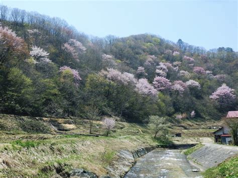 戸赤の山桜 毎日お疲れ04