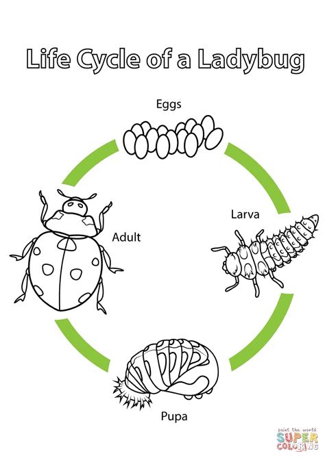 Life Cycle Of Ladybug Worksheets