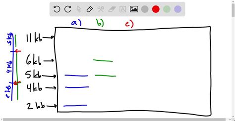 Restriction Mapping Of A Linear Piece Of Dna Reveals The Following Ecori Restriction Sites A