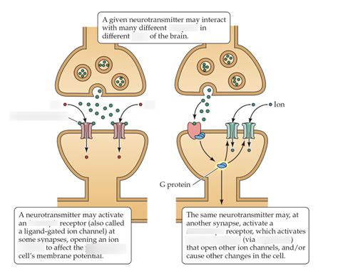 Types Of Neurotransmitter And Receptors Diagram Quizlet