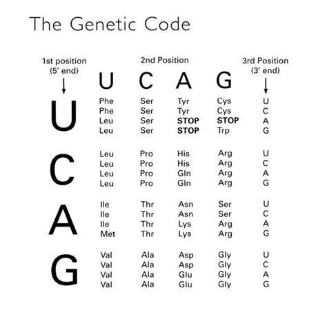 What Is The Genetic Code Determined By At Brooke Plume Blog