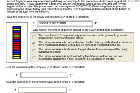 Solved A Dna Fragment Was Sequenced Using Dideoxy