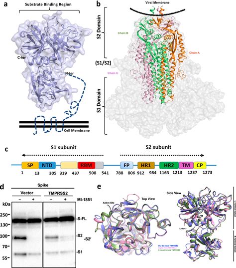 Structure Of Human Tmprss2 In Complex With Sars Cov 2 Spike Glycoprotein And Implications For