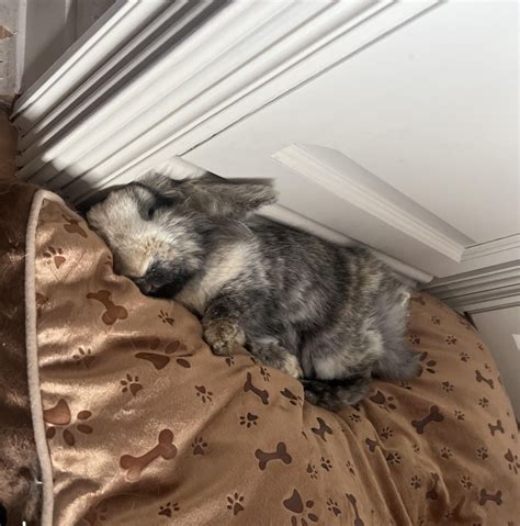 Emma Update Neglected Bun We Rescued Rrabbits