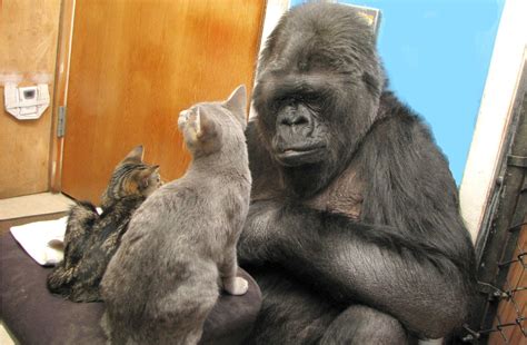Kokos Kittens Archives The Gorilla Foundation