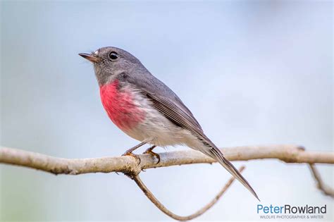 Rose Robin Peter Rowland Photographer And Writer