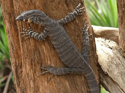 Lace Monitor Ballarat Wildlife Park