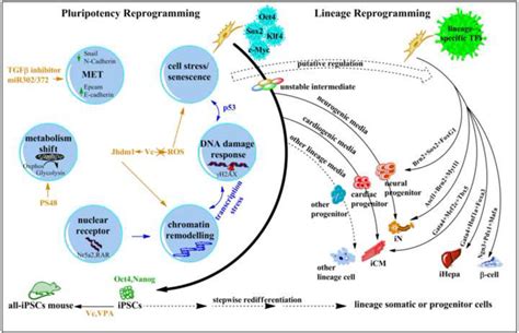 Cellular Reprogramming A Small Molecule Perspective Pmc