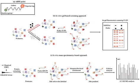 First Identification Of A Large Set Of Serine Hydrolases By Activity