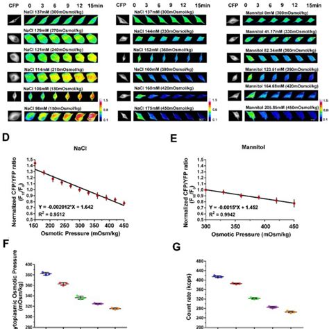 Relationships Between Extracellular Op Gradient Gfap Tension And Download Scientific Diagram