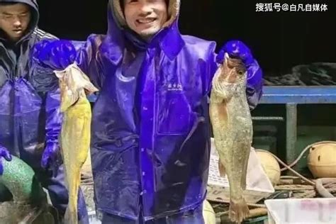 渔民一网野生黄鱼卖出957万高价4900斤野生大黄鱼卖了957万不知道长江