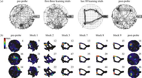 Figure 1 From Sharp Waveripple Network Oscillations And Learning Associated Hippocampal Maps