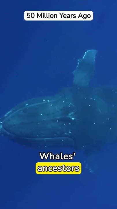 How Did Whales Evolve From Land Mammals Youtube