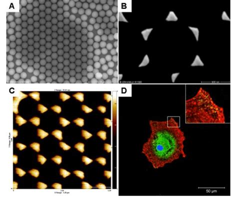 Ordered Nanostructures And Their Influence On Cell Adhesion A 1390
