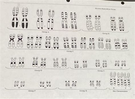 Biol 1306 Lab Practical 3 Flashcards Quizlet