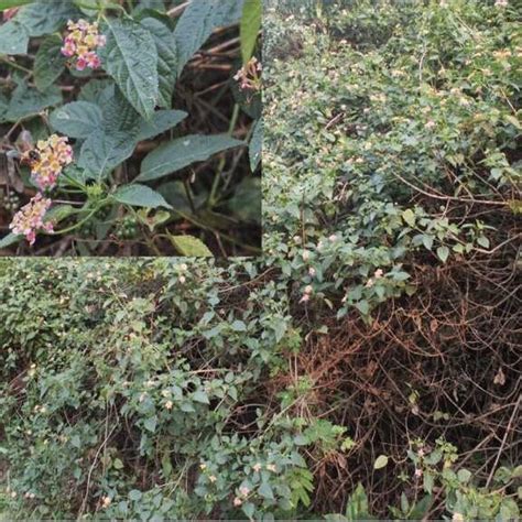 Inputs For Various Schemes Of Interventions τ For Model 1 Input 1