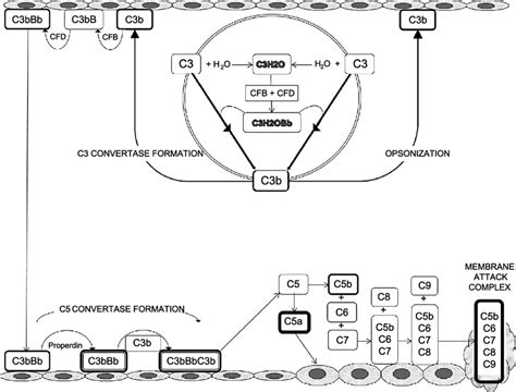 Unique To The Alternative Pathway Activation Of Complement Is The