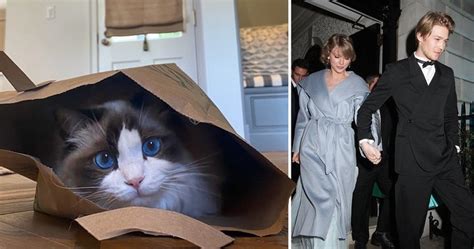 Joe Alwyn Plays Photographer For Taylor Swifts Cat Benjamin Button In Lockdown And Its A Real