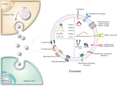 Exosome Production And Structure Exosomes Are A Subtype Of The