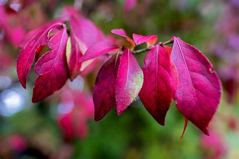 Euonymus Alatus Leaf Shape