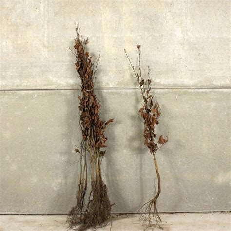 Beech Hedging For Sale Fagus Sylvatica Hedges Direct