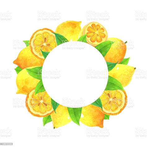 수채화 잘 익은 레몬의 화환 신선한 정원 과일 전체 절반 조각 열대 감귤류와 나뭇잎의 둥근 프레임 흰색 배경에 고립 된 손으로 그린 식물 화환 감귤류 과일에 대한 스톡 벡터