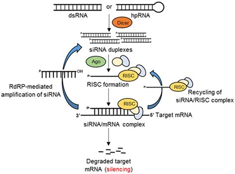 Frontiers Rna Interference Rnai As A Potential Tool For Control Of Mycotoxin Contamination