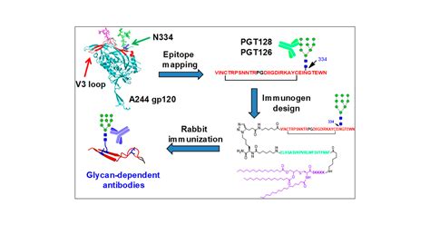 Synthetic HIV V3 Glycopeptide Immunogen Carrying A N334 N Glycan Induces Glycan Dependent