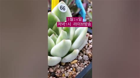 금다육이축송금다육이키우는법다육이물주기 Youtube
