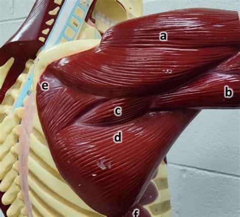 Biol 227 L Lab 8 Labeling 4 Diagram Quizlet
