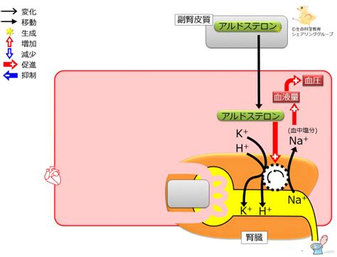 内分泌系 下垂体があまり関与しないホルモン アルドステロン アルドステロンの標的臓器作用2 一歩一歩学ぶ生命科学