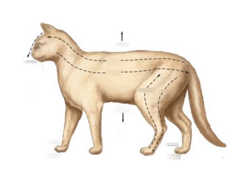 Diagram Of Lab Session 1 Cat Diagram Quizlet