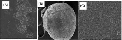 Sem Image Of Beads A Chitosan Beads B Cross Section Of Chitosan Beads C