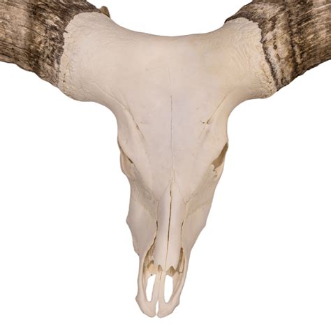 Cranio Di Bovino Watusi