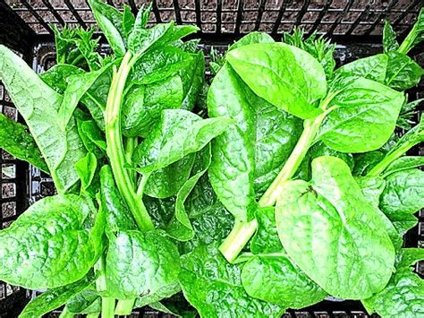 野菜と多肉のぴー農園 on Twitter ①ツルムラサキには赤茎紫茎種と青茎緑茎種があります主に赤茎種は観賞用に青茎種は食用
