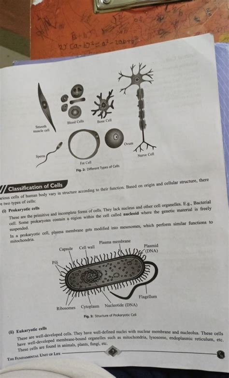 2 [a−b]2−a2−2ab B2 Fig 2 Different Types Of Cells Classification Of C