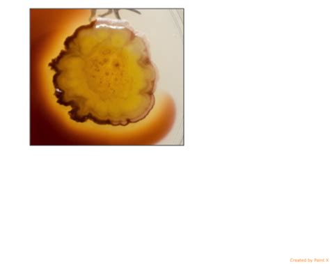 Lab Practical Biochemical Test Pics Flashcards Quizlet