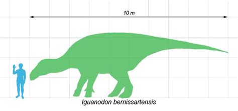 Игуанодон Iguanodon — Динопедия