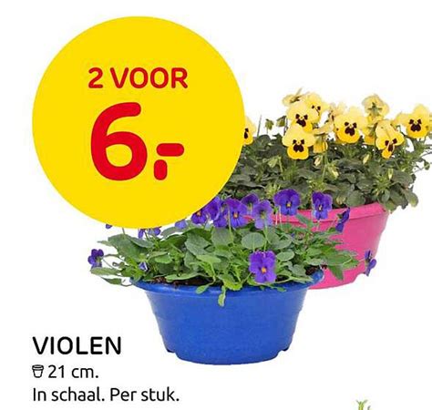 Violen 21 Cm Aanbieding Bij Praxis 1foldersnl