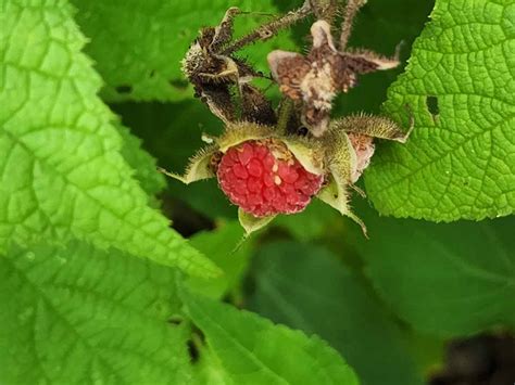 Purple Flowering Raspberry Rubus Odoratus Berry Western Carolina Botanical Club
