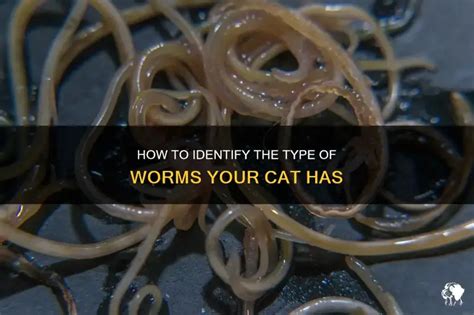 How To Identify The Type Of Worms Your Cat Has PetShun