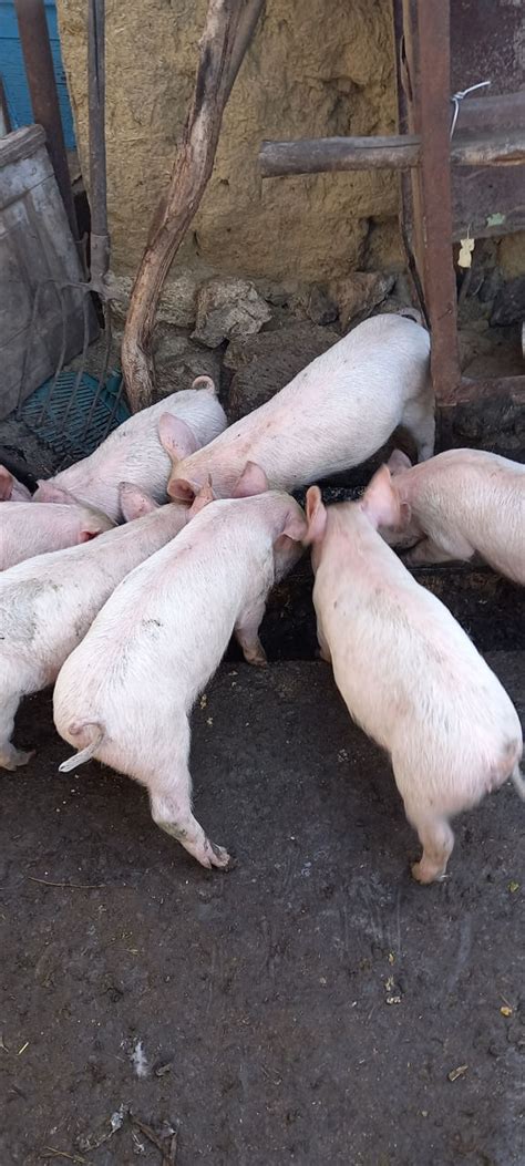 Поросята мясной породы