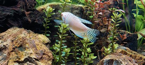 Can Anyone Id My Gourami R Gourami
