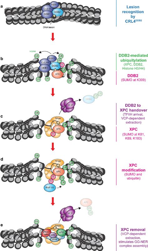The Role Of Ubiquitylation And Sumoylation In Gg Ner A Ddb2 Is Part Of