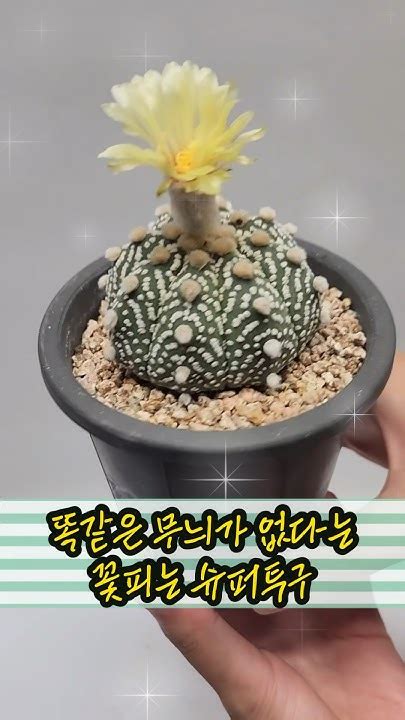 슈퍼투구 브이투구 투구 선인장 예쁜선인장 예쁜다육 다육식물 다육이 다육 다육라방 다육라이브 라이브방송 라이브판매 희귀식물 예쁜식물 선인장저렴한곳