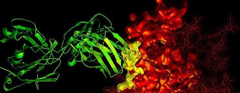 Biomolecular Interactions And Properties Cornell Institute Of