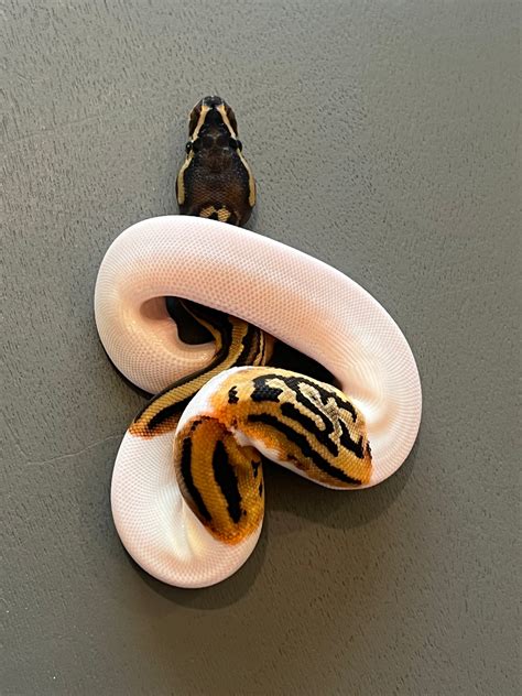 Leopard Pied Ball Python By Aandg Ball Pythons Morphmarket